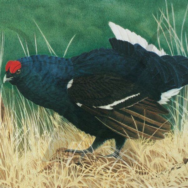 Blue-Grouse Animal Target Face - Missing Items